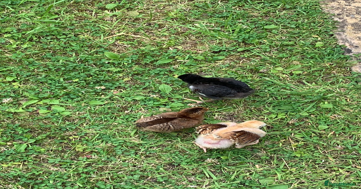 I have 3 chicks for sale for sale in Cardiff | Pets4Homes