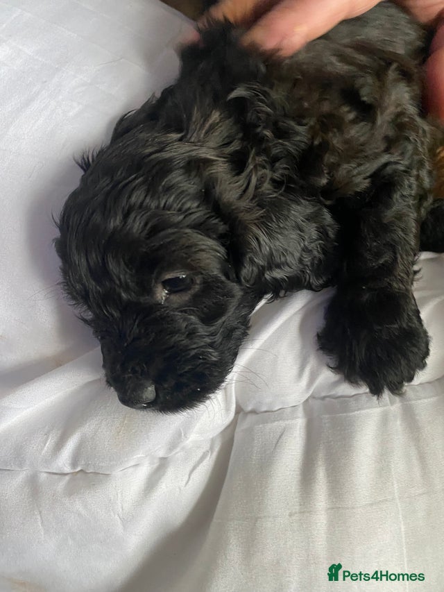 Stunning cavapoo pups for sale in Chester-le-Street | Pets4Homes