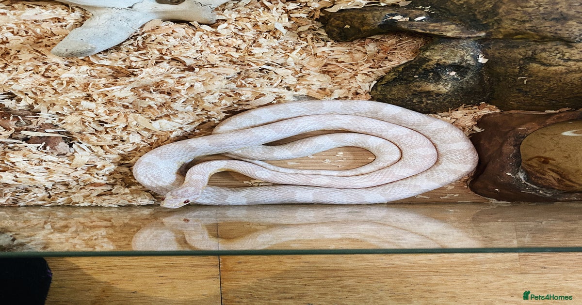 White Corn Snake for Sale + Setup for sale in London | Pets4Homes