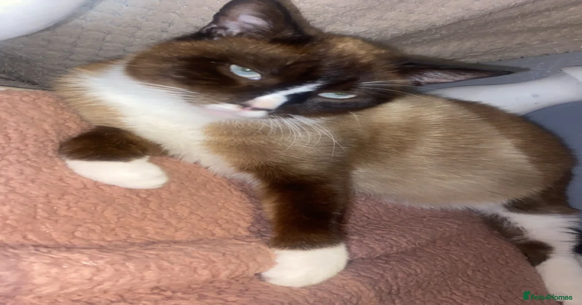 Balinese Kittens for sale | Pets4Homes