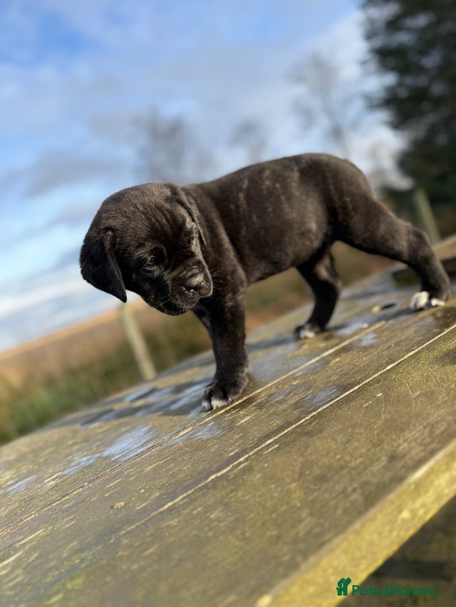 Labrador X for sale in Lanark | Pets4Homes