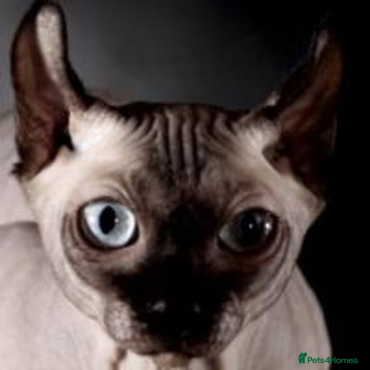 Sphynx Cats Breed - Information, Temperament, Size & Price | Pets4Homes