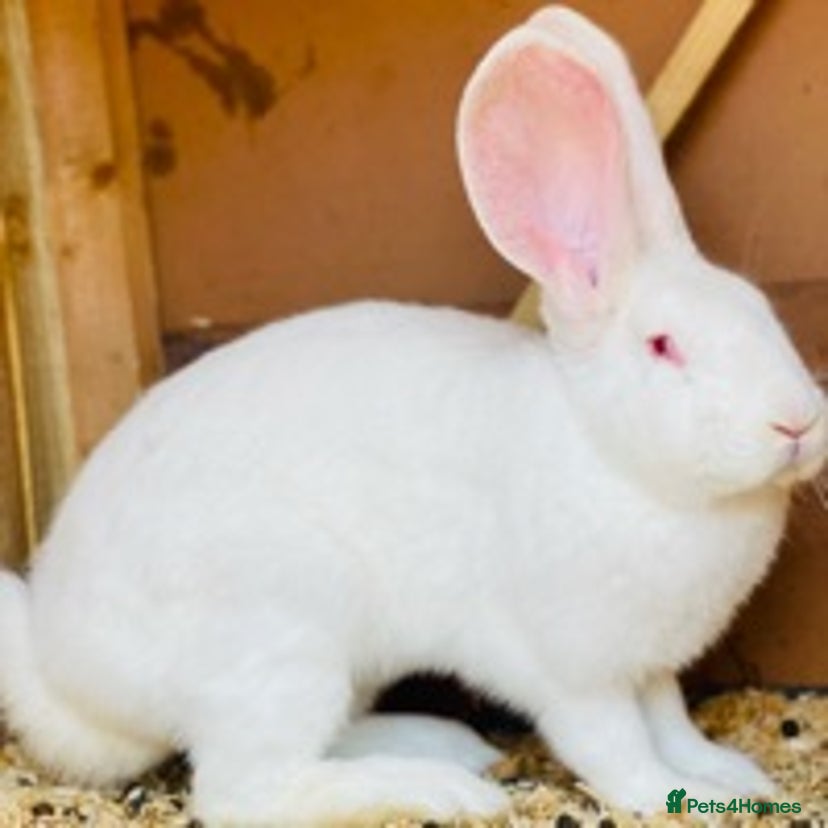 Rabbits for sale | Pets4Homes