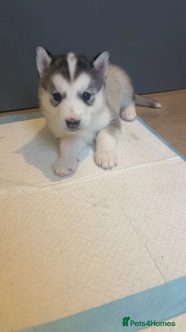 Siberian husky for sale in Blackwood | Pets4Homes