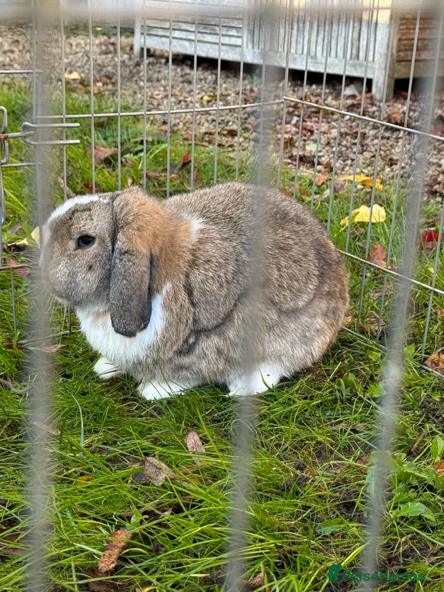 two very adorable mini lop ear rabbites for sale in London | Pets4Homes