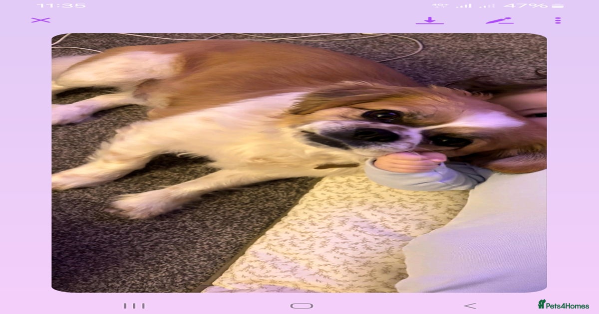 King Charles cavalier/ Shitzu. Cavashu for sale in Bath | Pets4Homes