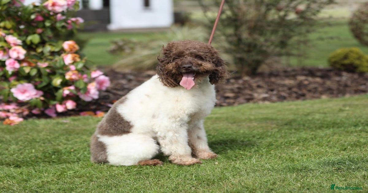 KC health tested miniature parti poodle ideal stud for sale in Lincoln ...