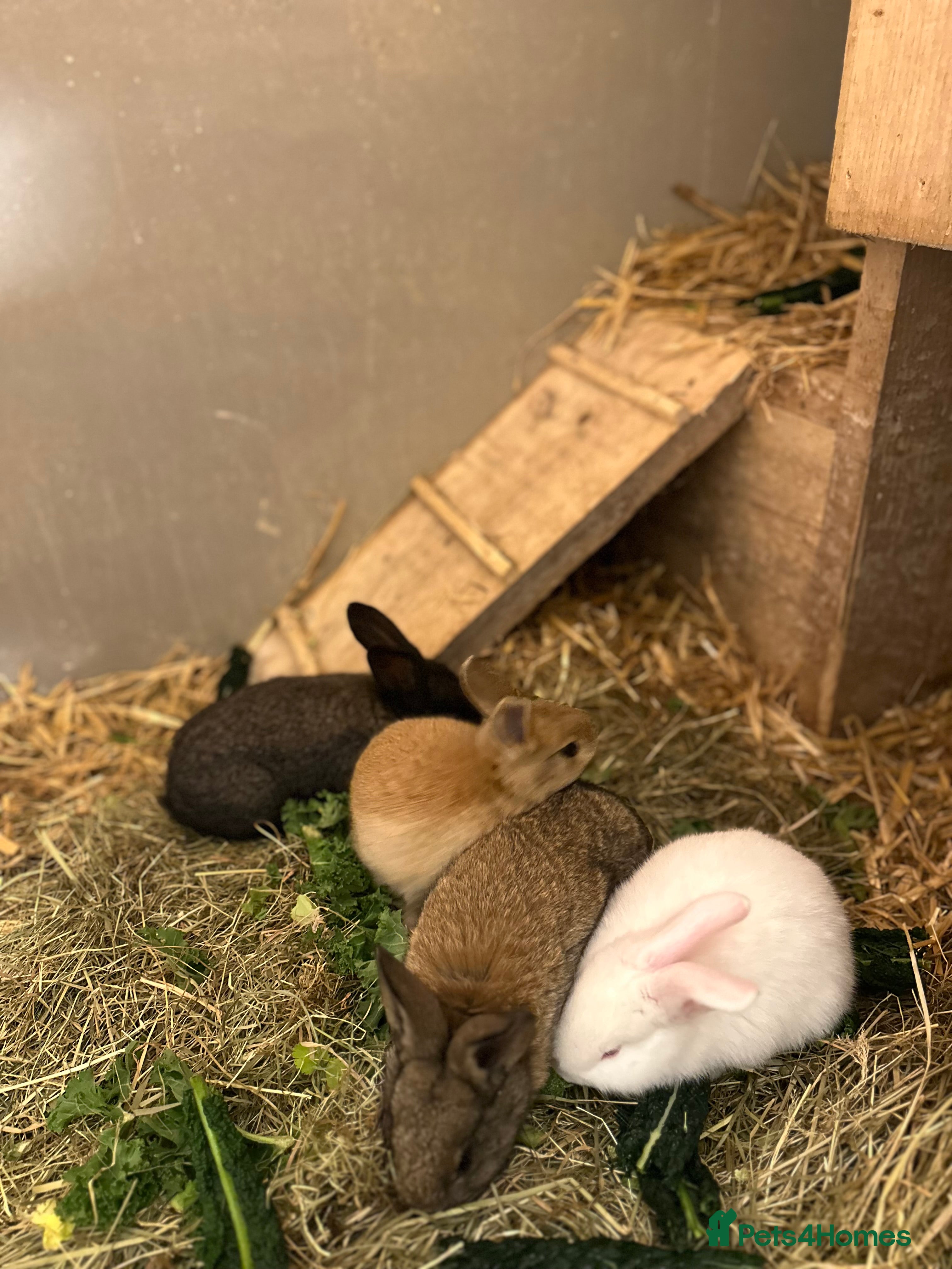Flemish rabbits for sale in Canonbie | Pets4Homes