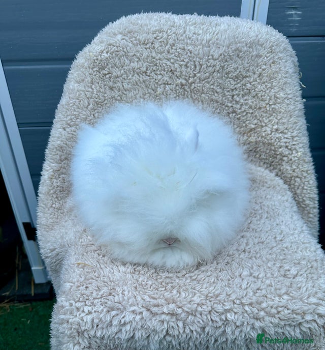 Lionhead Bunny- Boys for sale in Stoke-on-Trent | Pets4Homes