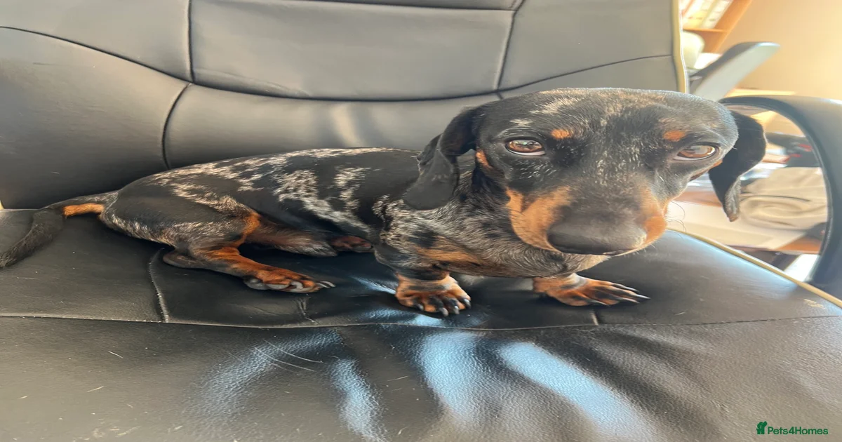 Miniature dachshund tri merle boy stud for stud in Bishop's Stortford ...