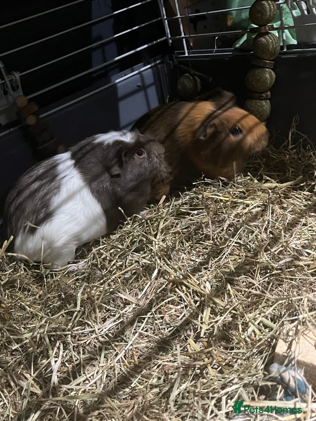 Guinea pigs for sale in Crewe | Pets4Homes