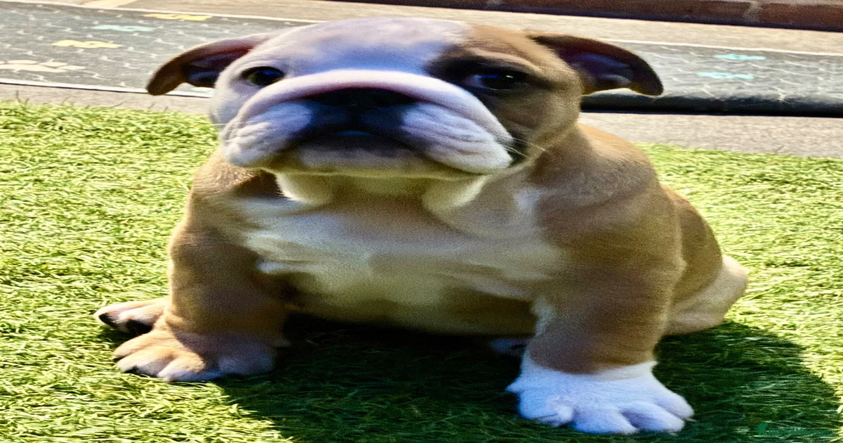 Puppies for sale in Southampton | Pets4Homes