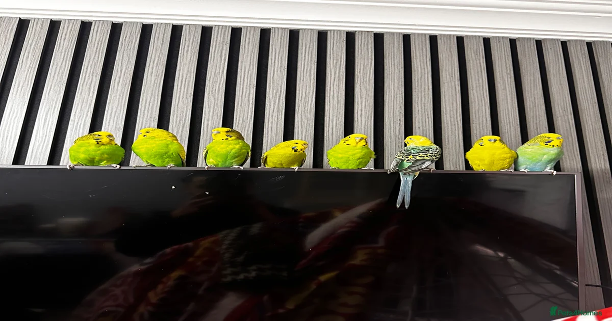Birds for sale | Pets4Homes
