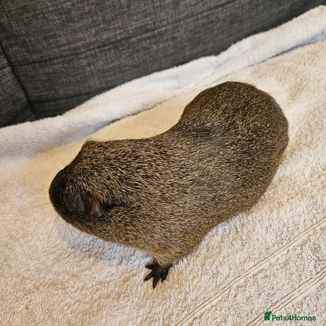 2 Year Old Male guinea pig for sale in Bishop Auckland | Pets4Homes