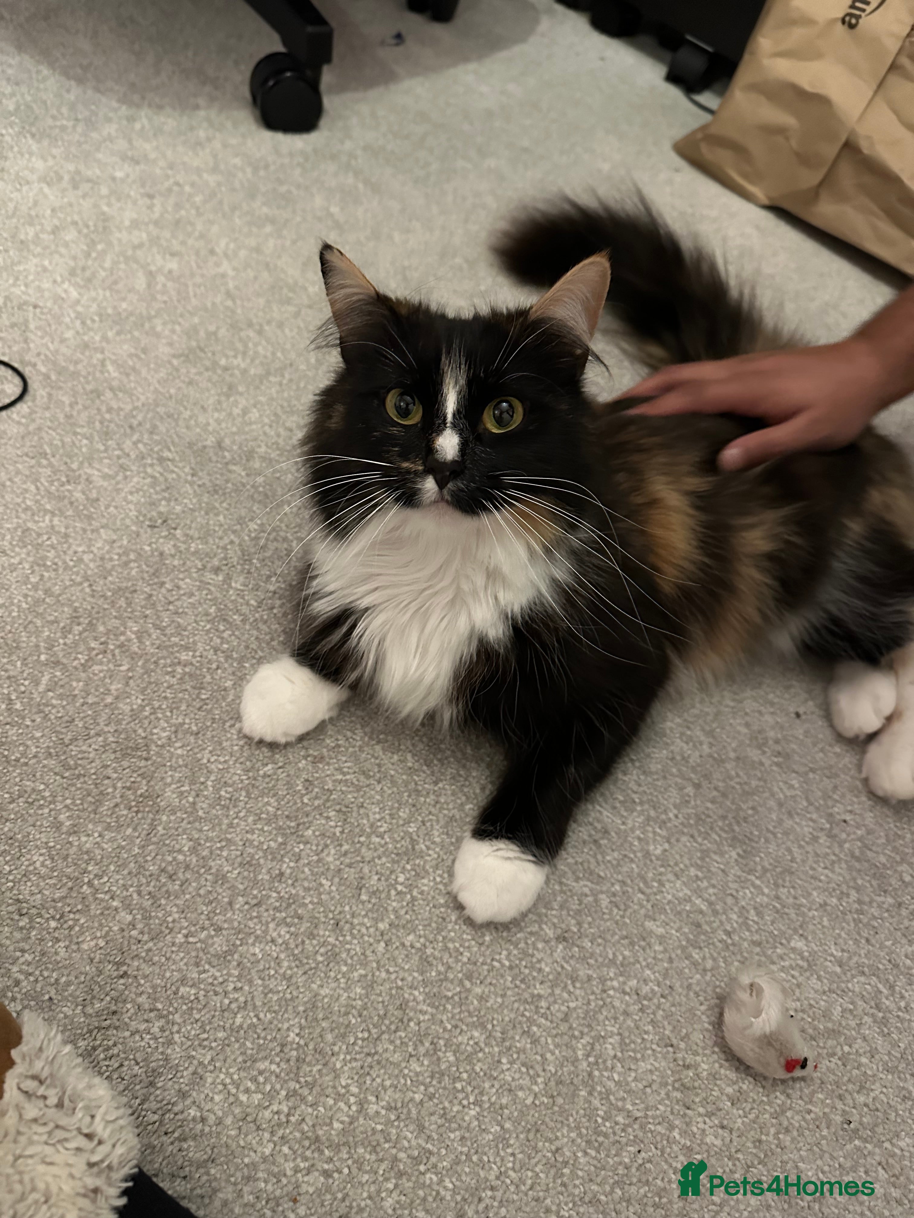 Mittens, 2 year old cat for sale in Dundee | Pets4Homes
