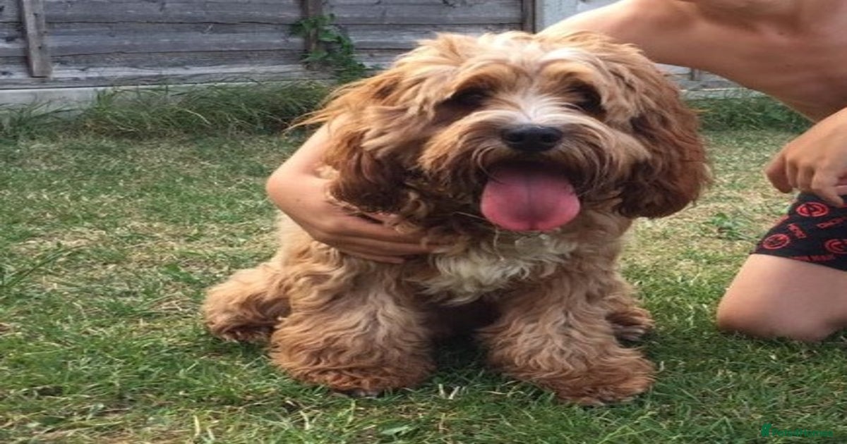 PROVEN Red/Apricot F1 Toy Cavapoo-DNA Clear Tests for stud in Stafford ...