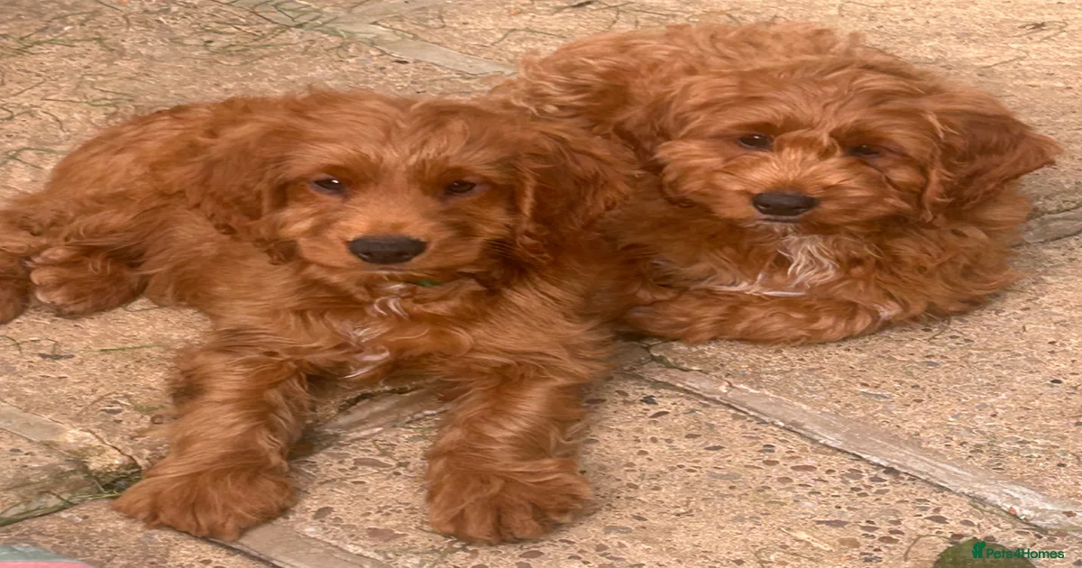 Cockapoo Puppies for sale | Pets4Homes