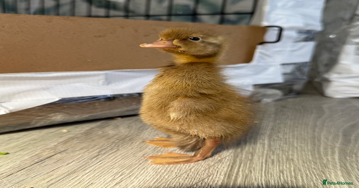Indian runner duck eggs fertile hatching broody for sale in | Pets4Homes
