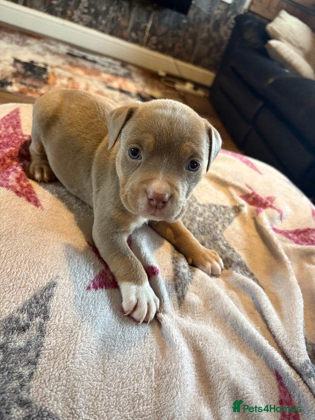 American bully standard puppies for sale in Nottingham | Pets4Homes