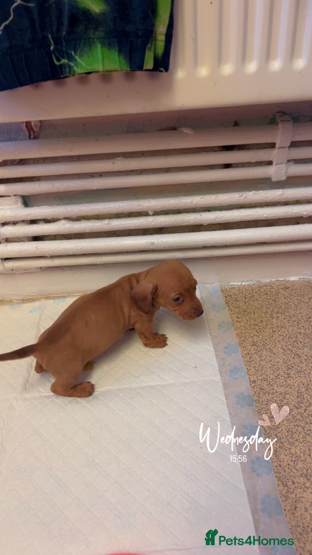 Male puppy for sale in Tonypandy | Pets4Homes