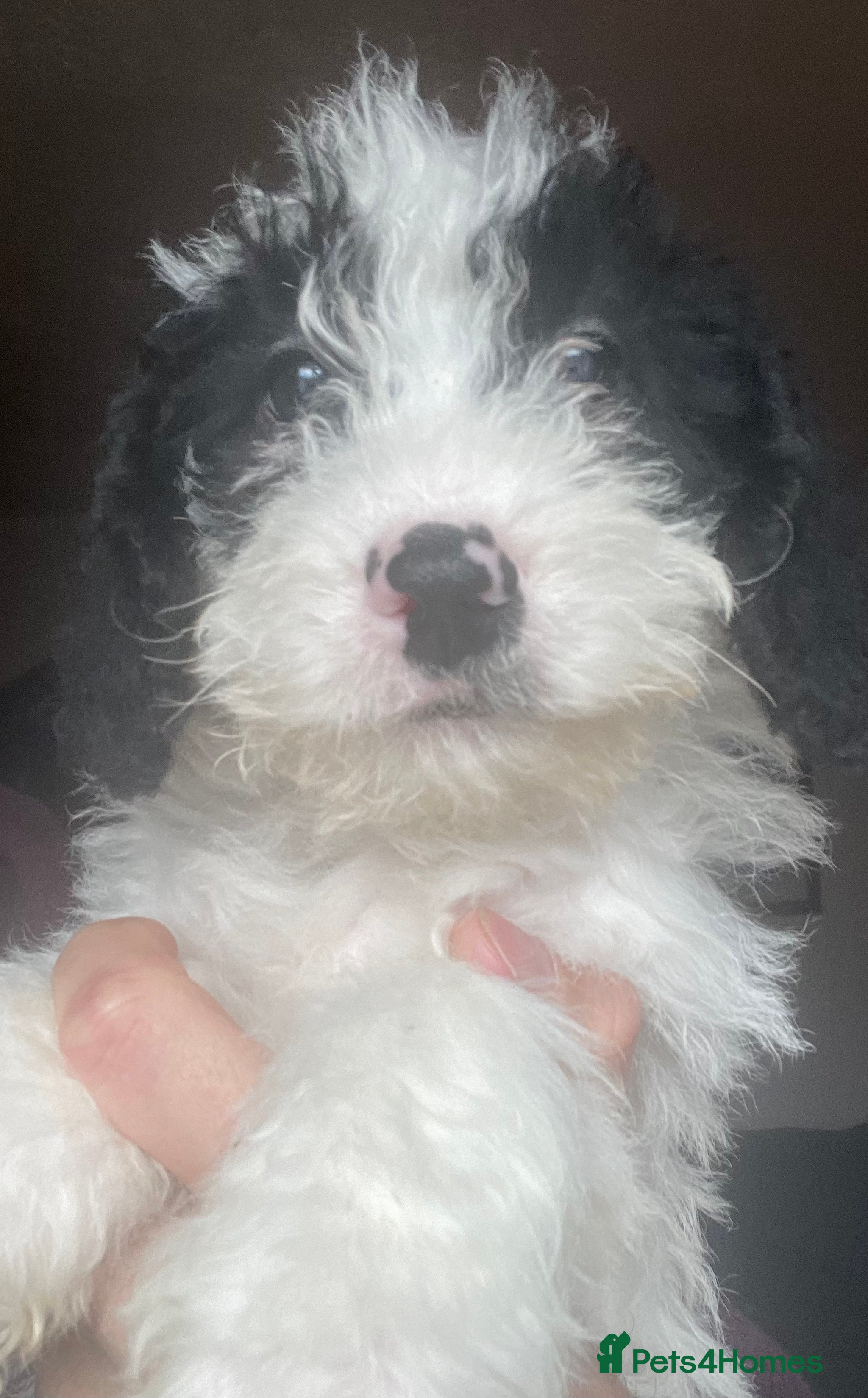 Jackapoo Dogs Breed - Information, Temperament, Size & Price | Pets4Homes