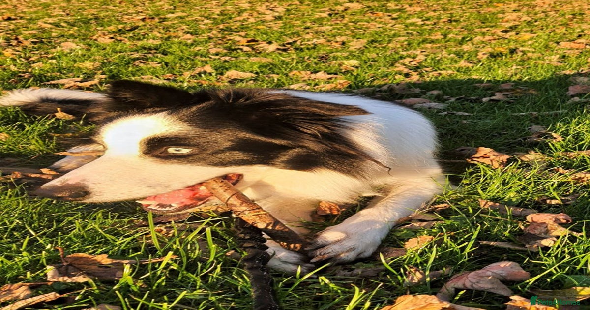 Frodo - great, but reactive border collie for sale in Gateshead ...
