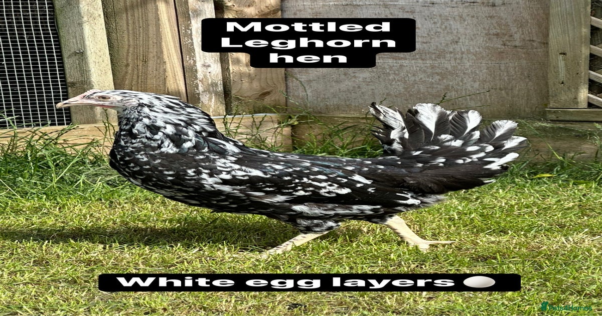 Coloured hybrid laying hens at pol for sale in Colchester | Pets4Homes