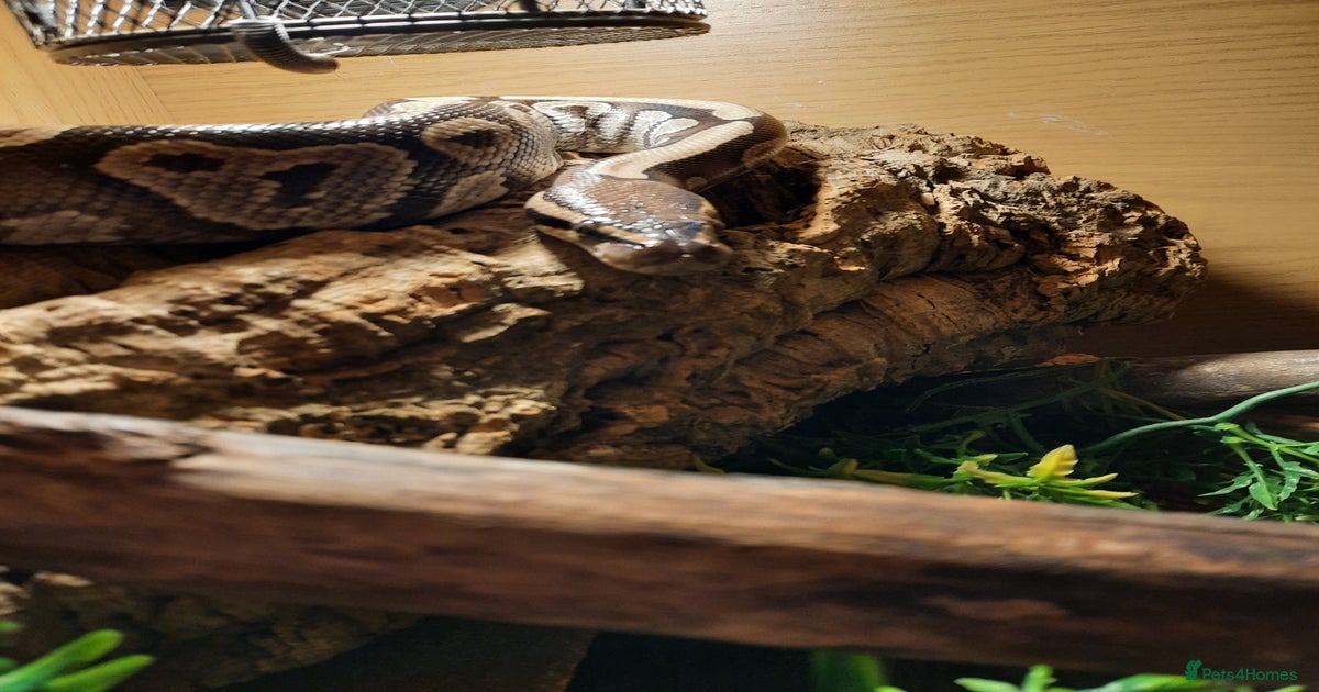 Female Royal Python for sale in Sheffield | Pets4Homes