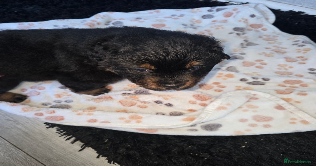 Rottweiler puppies for sale in Doncaster | Pets4Homes