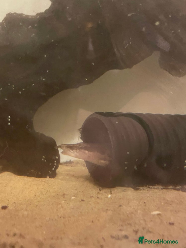 Tyre track eel for sale in Bristol | Pets4Homes