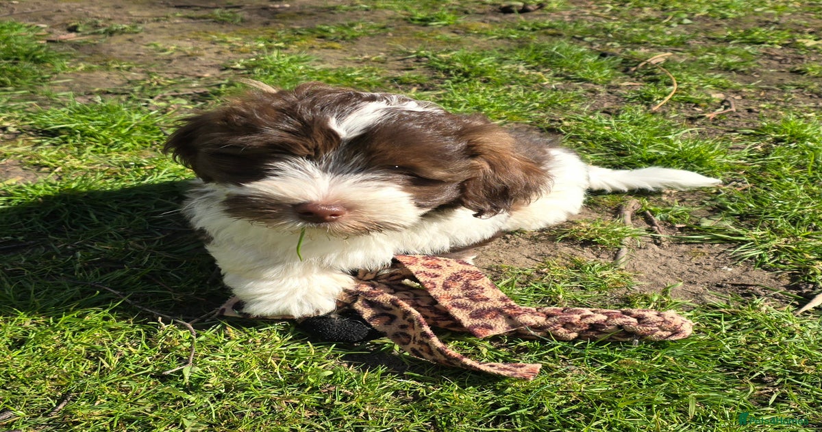 Murphy for sale in Mold | Pets4Homes