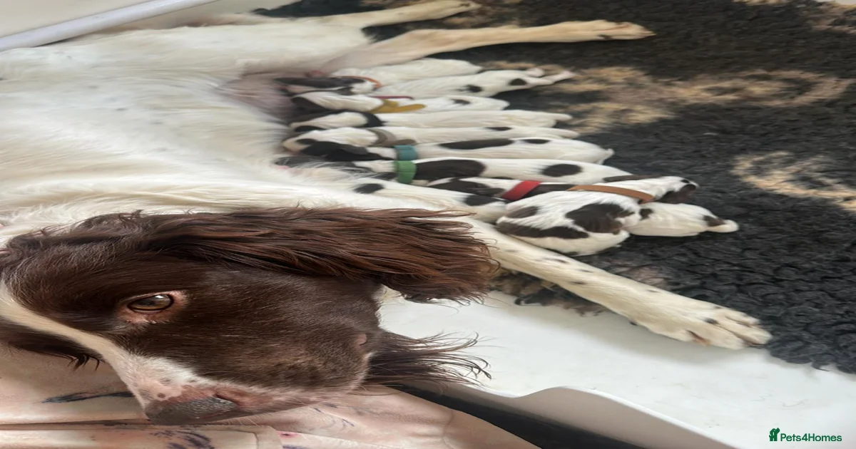 New English Springer Spaniel Puppies for sale | Pets4Homes