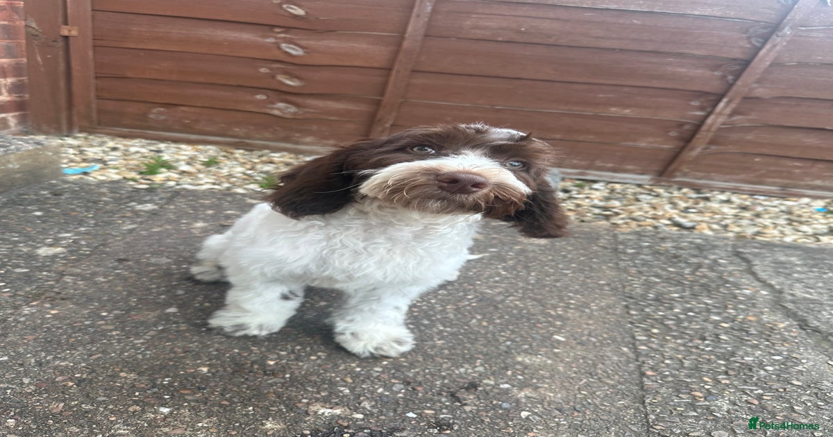 cockapoo for sale in Exeter | Pets4Homes