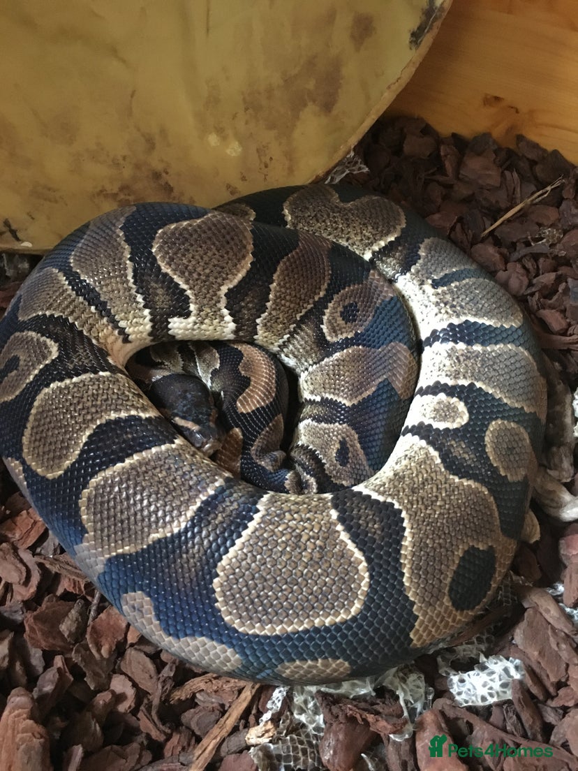 Ball python for rehoming with full set up for sale in Newcastle upon ...