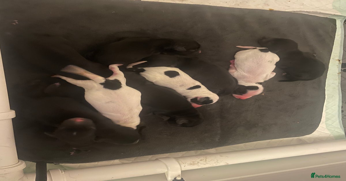 Cockerdale puppy’s for sale in Batley | Pets4Homes