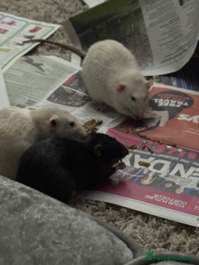 4 male rats looking for new home for sale in Rowley Regis | Pets4Homes