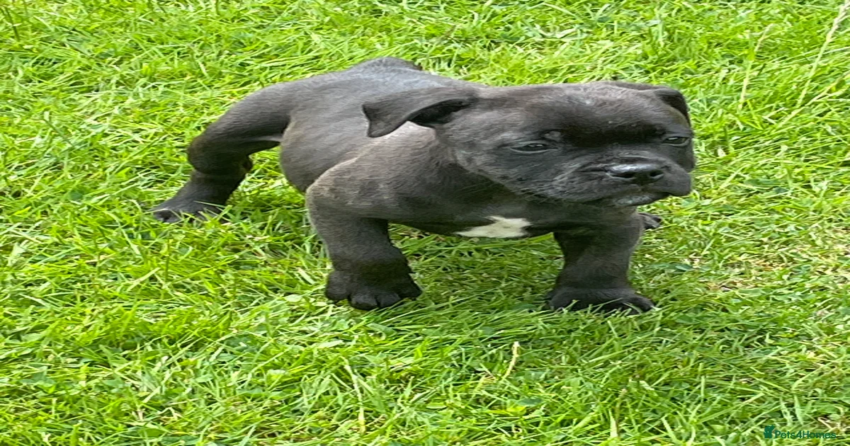 Staffordshire Bull Terrier Puppies for sale | Pets4Homes