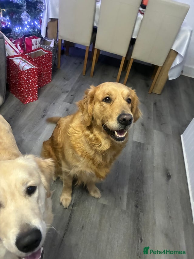 Golden retriever puppies for sale in Basildon | Pets4Homes