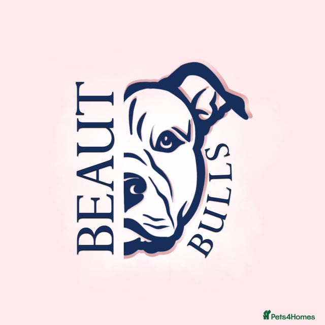BEAUTBULLS | Pets4Homes