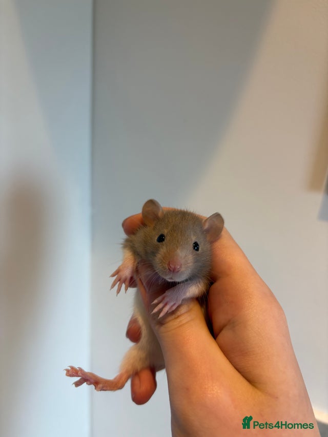 Baby rats (males and females) for sale in Castleford | Pets4Homes