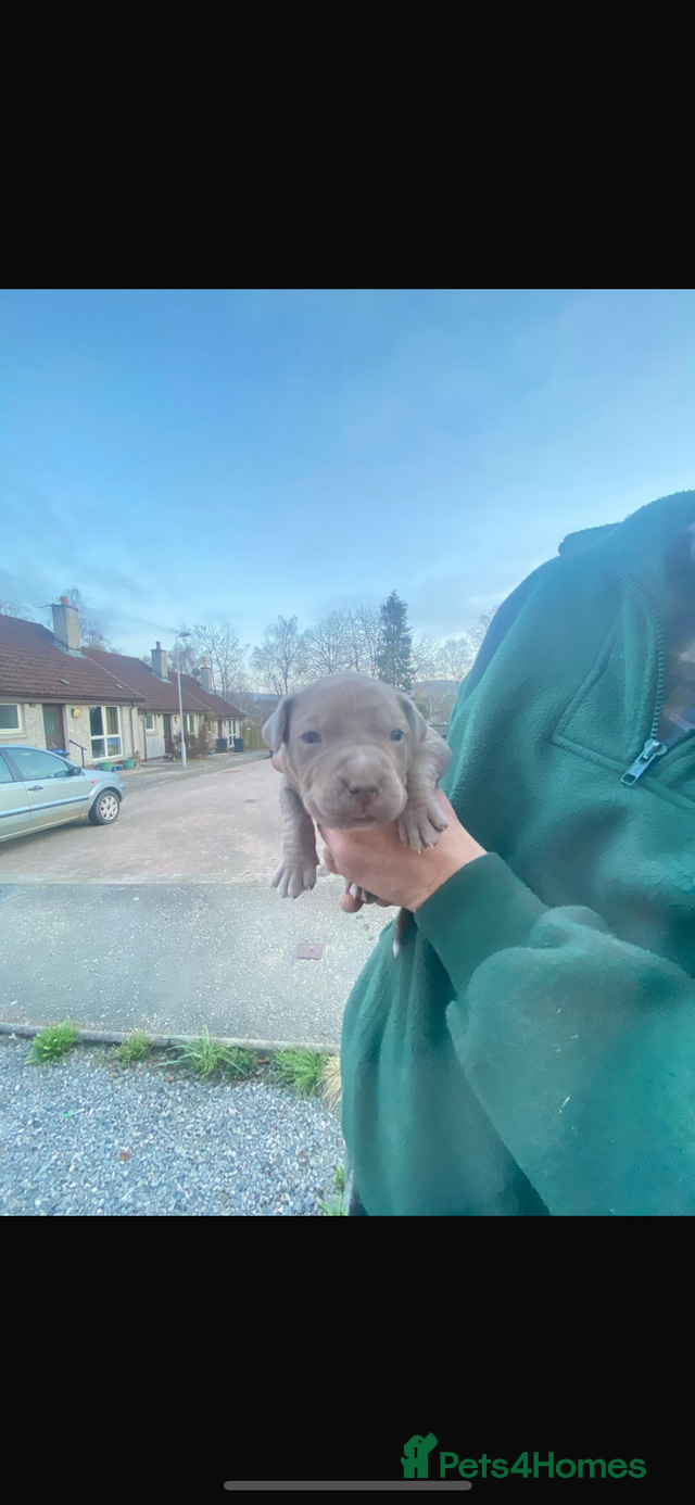 Big healthy merle Bandogge pups for sale in Aberdeen | Pets4Homes