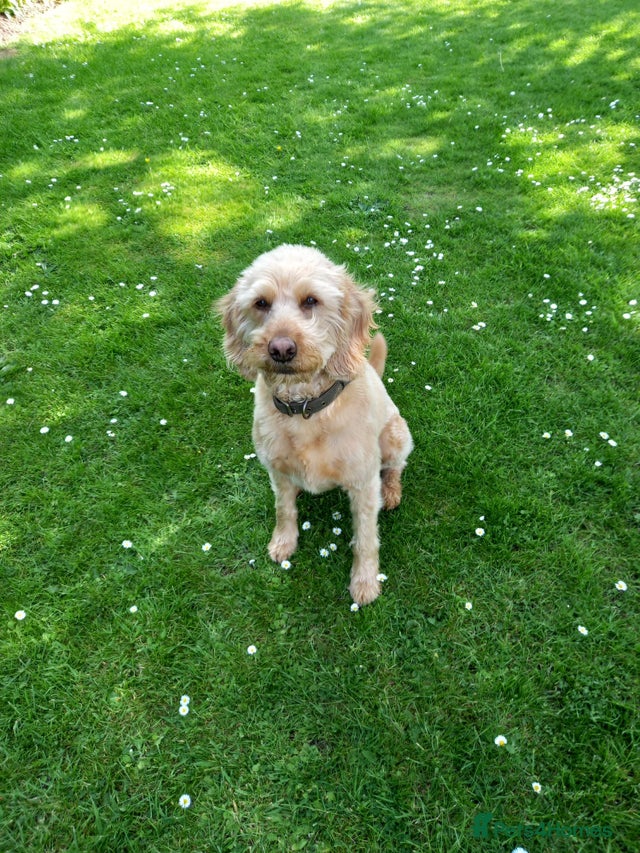 Apricot Labradoodle - Male - Buddy! for sale in Hull | Pets4Homes
