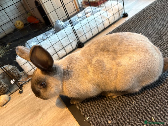 Female rabbit for sale in New Romney | Pets4Homes