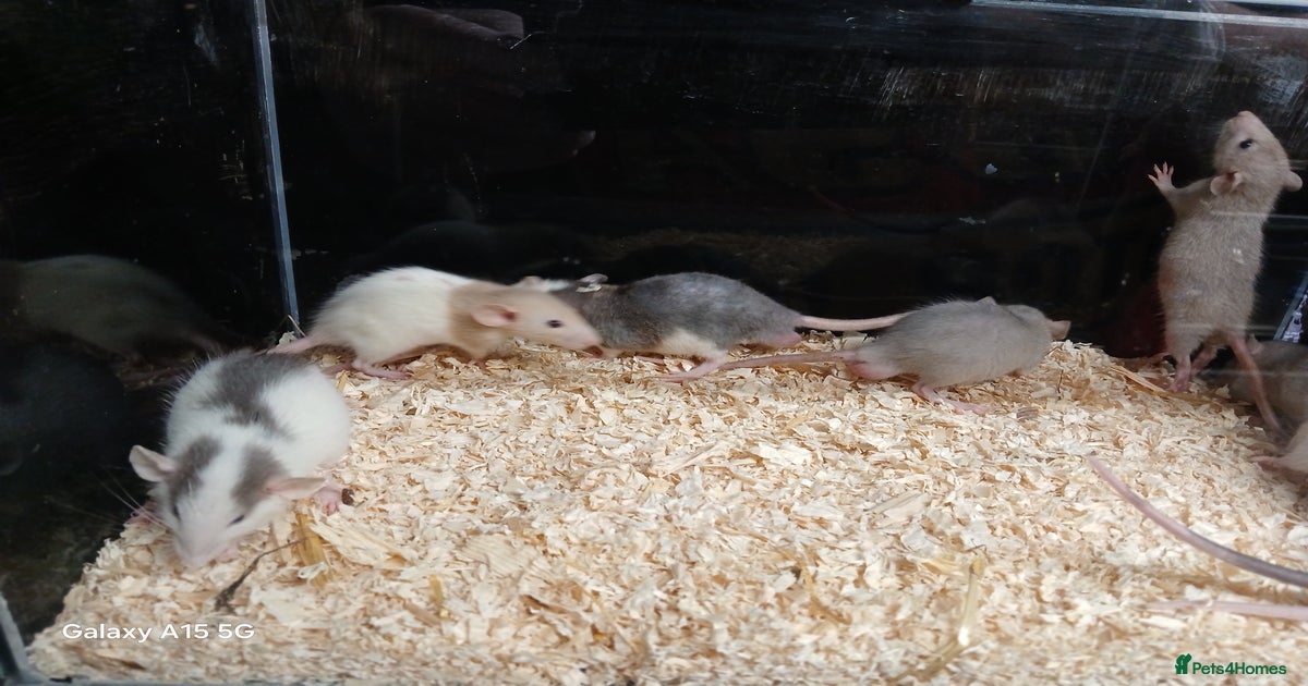 Baby Dumbo Rats Males and Females for sale in Wolverhampton | Pets4Homes