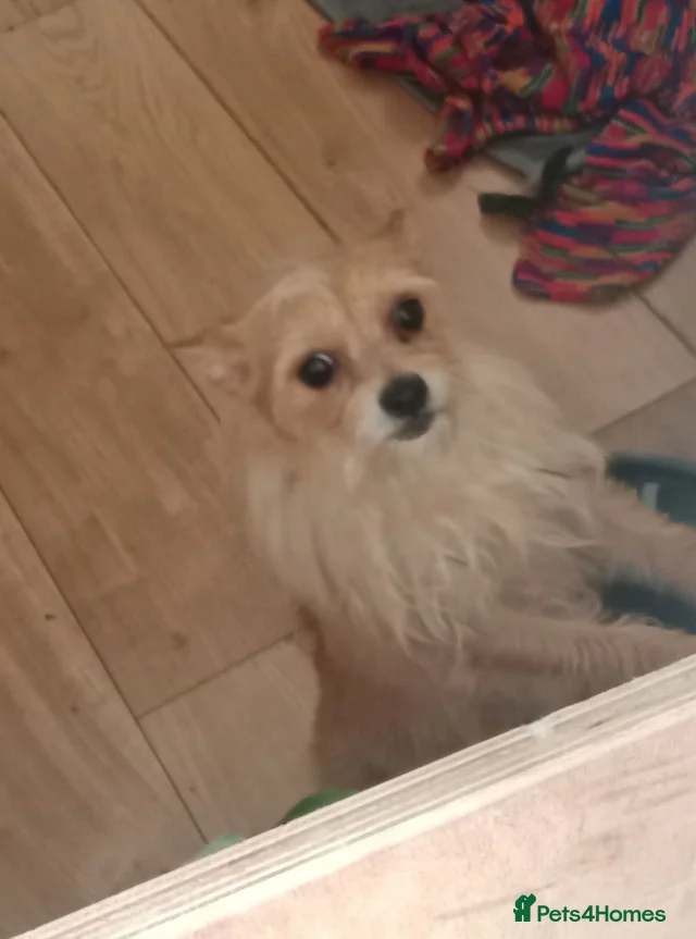 Jack chi puppies for sale for sale in Port Talbot | Pets4Homes