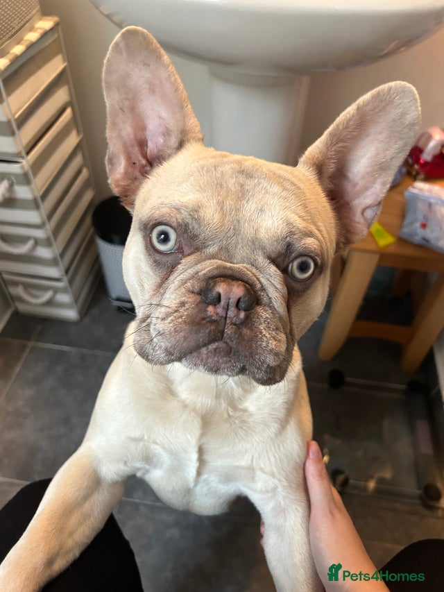 Platinum mearl French bulldog for sale in Torquay | Pets4Homes