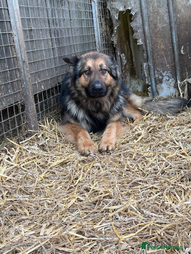 German shepherd puppy for sale in Wolverhampton | Pets4Homes