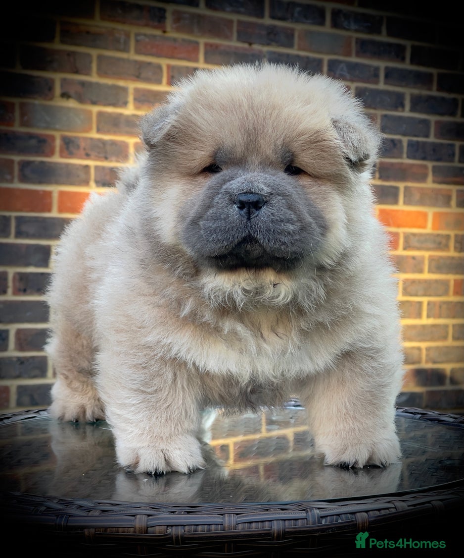 Chow Chow Chow puppies for sale | Pets4Homes