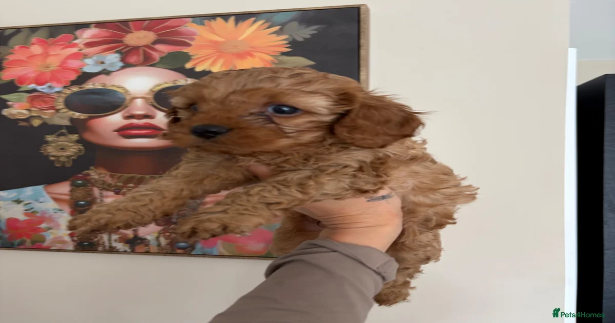 Puppies for sale in Scunthorpe, North Lincolnshire | Pets4Homes