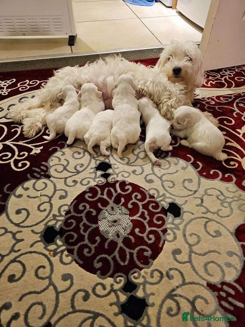 Maltichon for sale in Gloucester | Pets4Homes